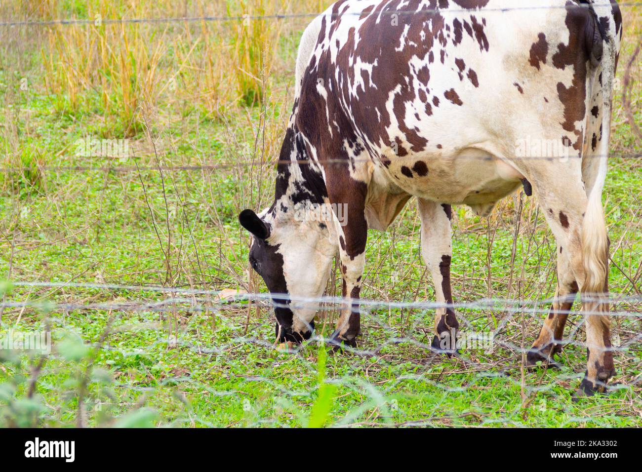 Goiânia, Goias, Brazil – October 30, 2022: A spotted cow eating grass ...