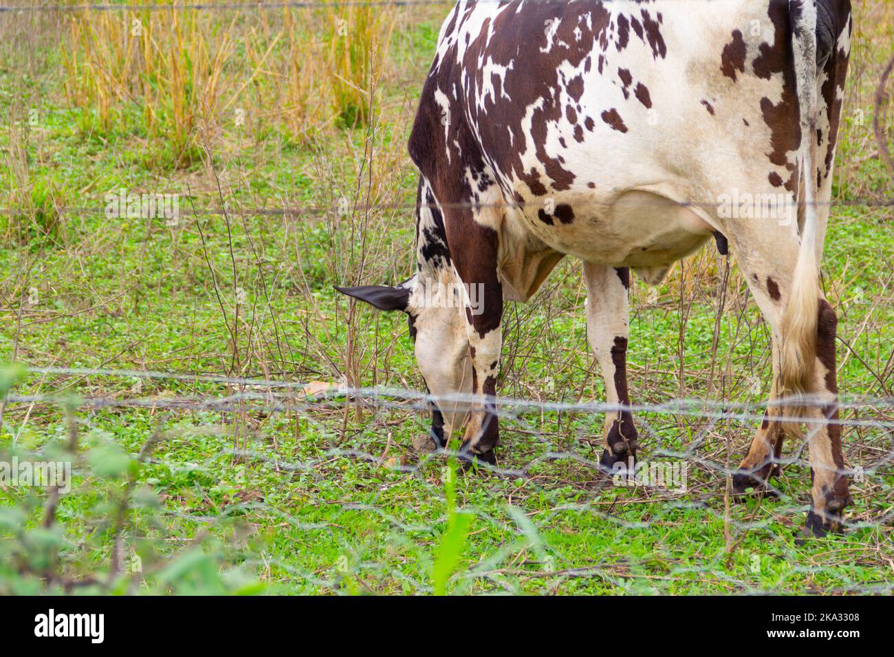 Goiânia, Goias, Brazil – October 30, 2022: A spotted cow eating grass ...