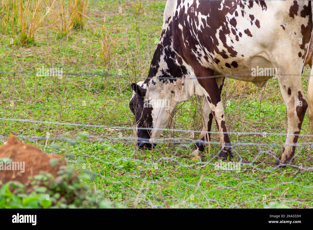 Goiânia, Goias, Brazil – October 30, 2022: A spotted cow eating grass ...