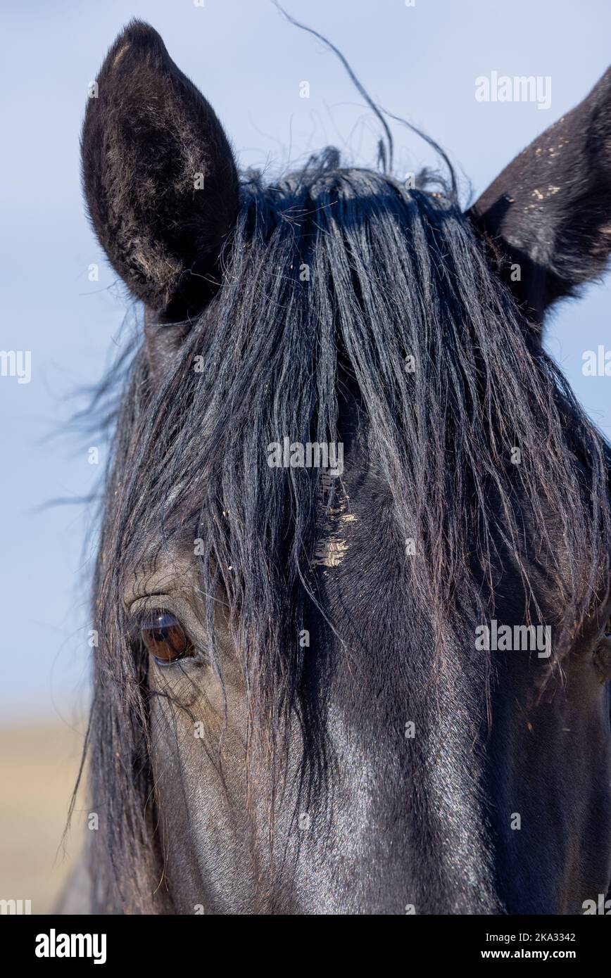Wild Horse in the Wyoming Desert in Summer Stock Photo - Alamy
