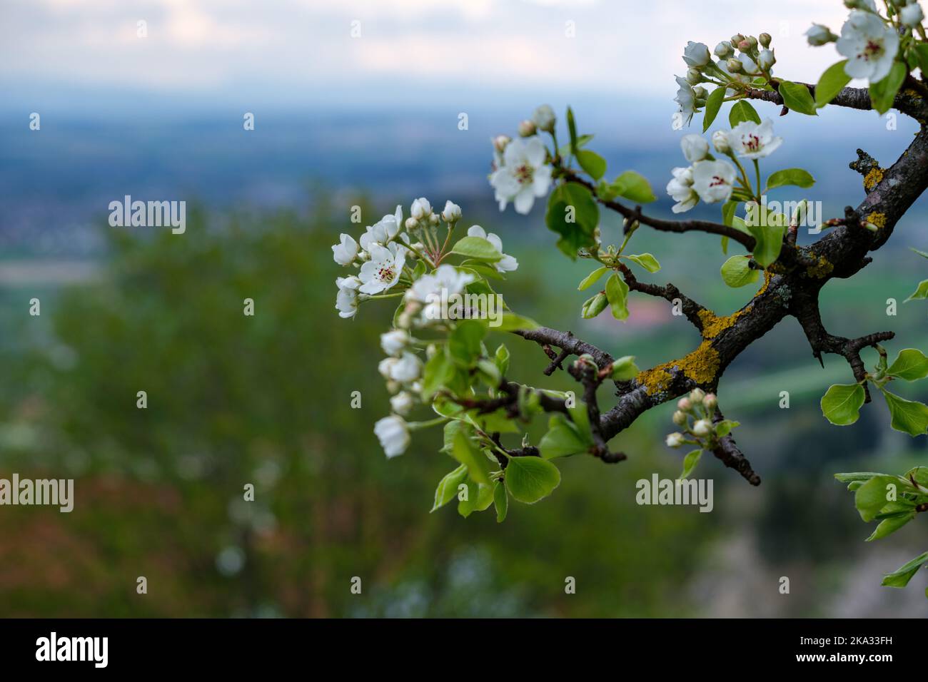 A closeup of a tree branch with white blossoms Stock Photo - Alamy