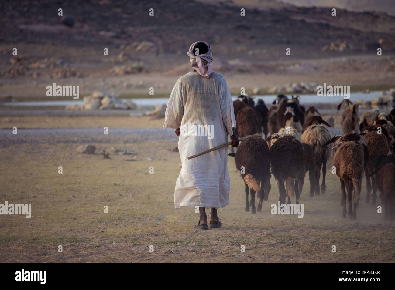 The Shepherd from Asian Egypt, with his flock in the Sudan desert Stock ...