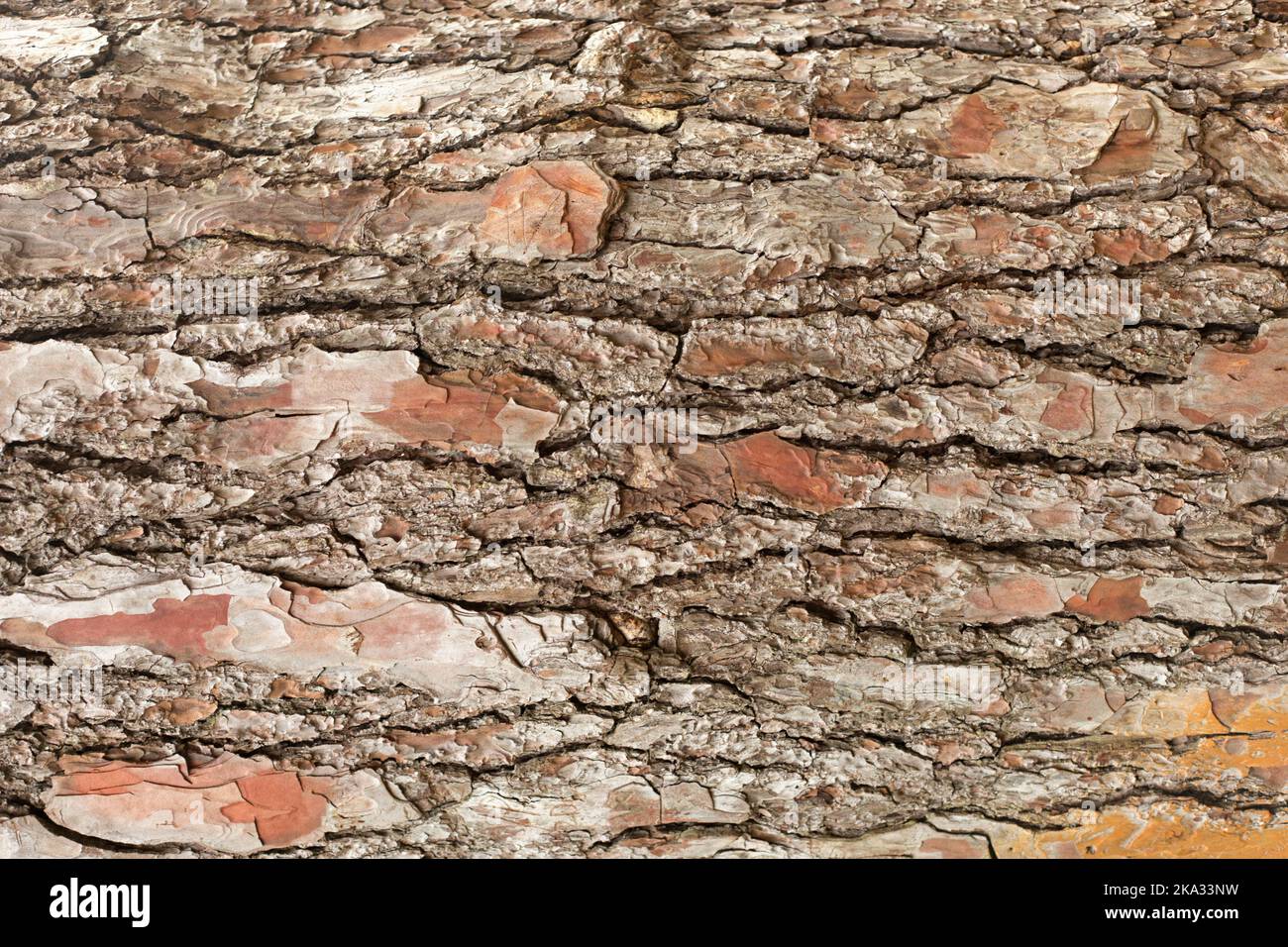 Rough Pine Tree Bark Texture Stock Photo - Alamy