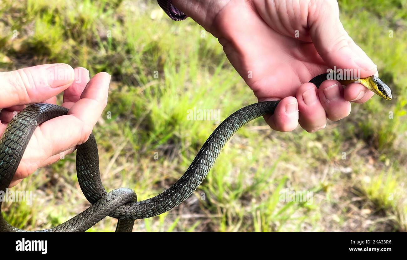 Human snake hi-res stock photography and images - Alamy