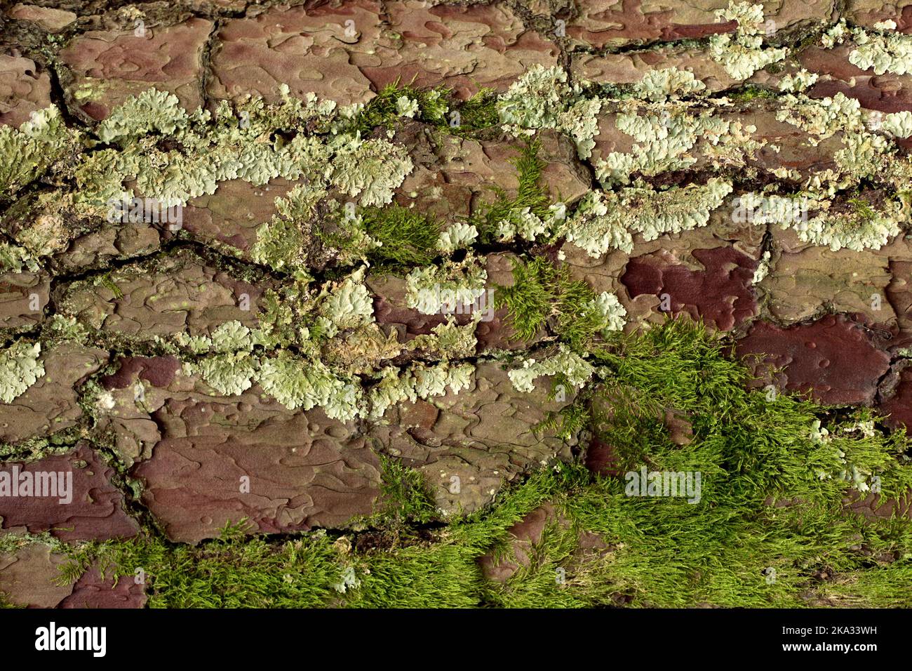 Moss Cover on Pine Tree Bark Close Up Texture Stock Photo - Alamy
