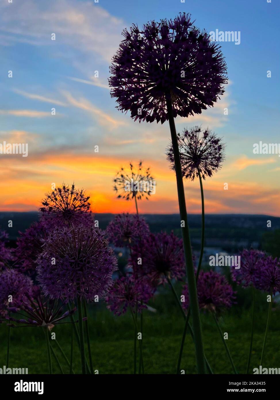 A vertical closeup of purple gigantic onion flowers growing in a field ...