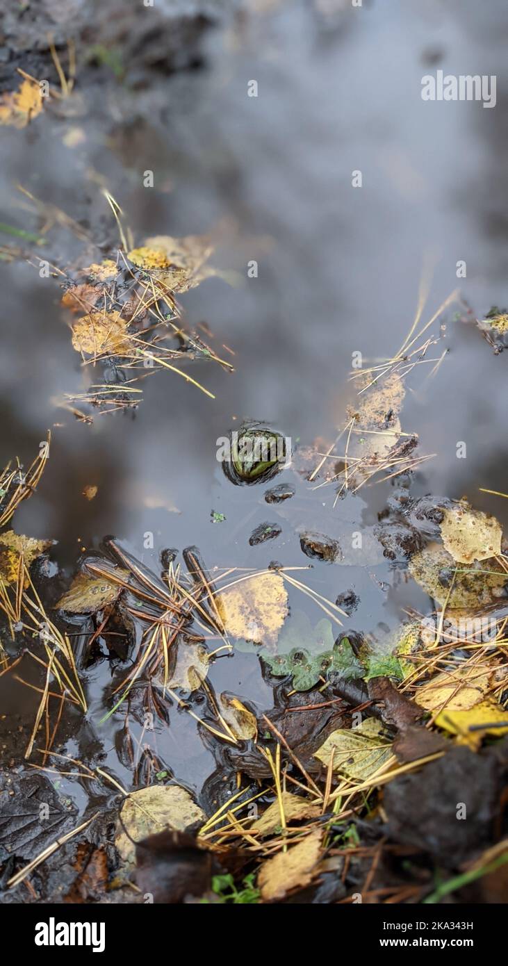 A beautiful top view of a toad in the water surrounded by dry leaves ...