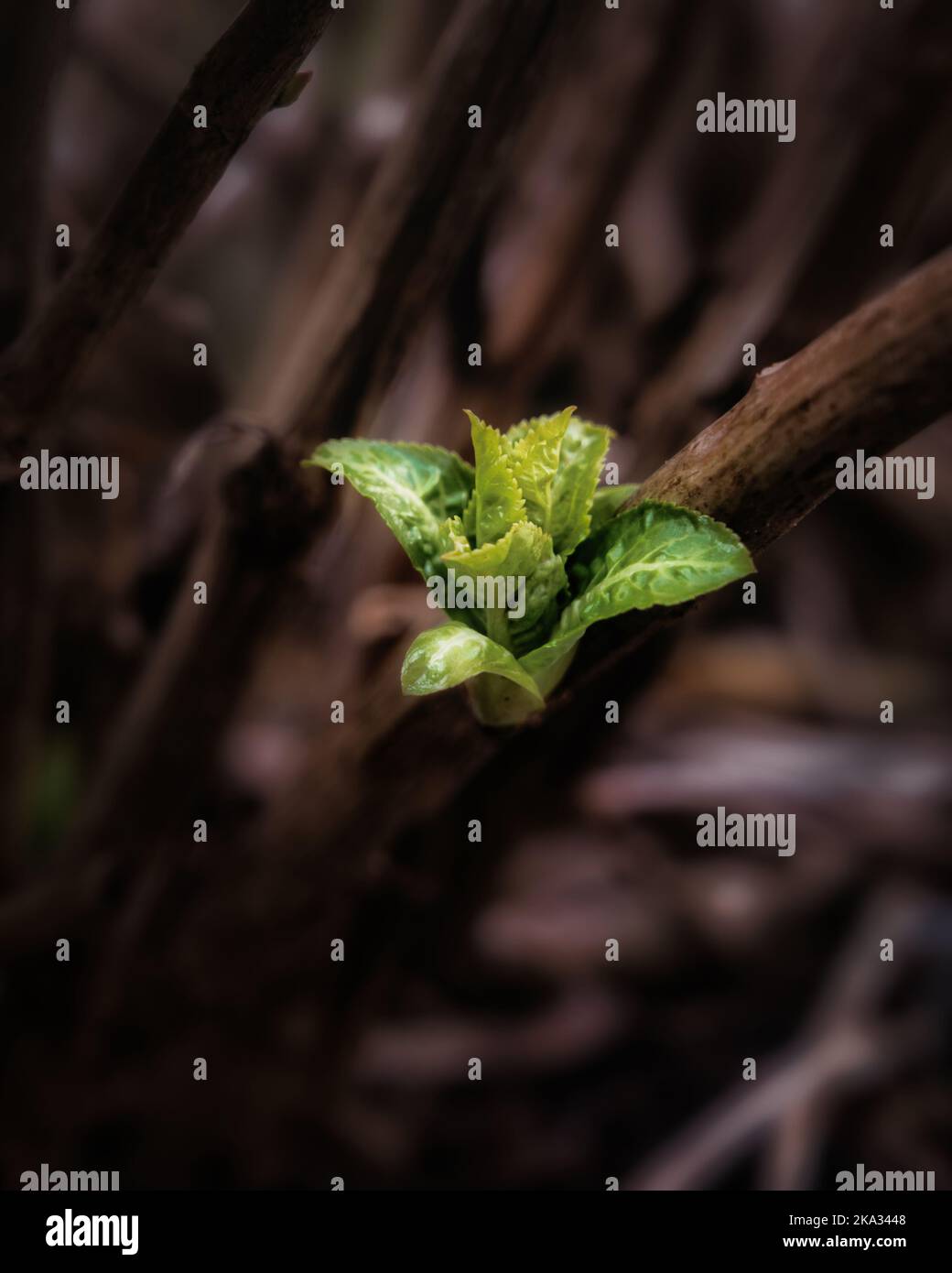 A vertical closeup shot of newly sprouting leaves on a twig isolated on ...