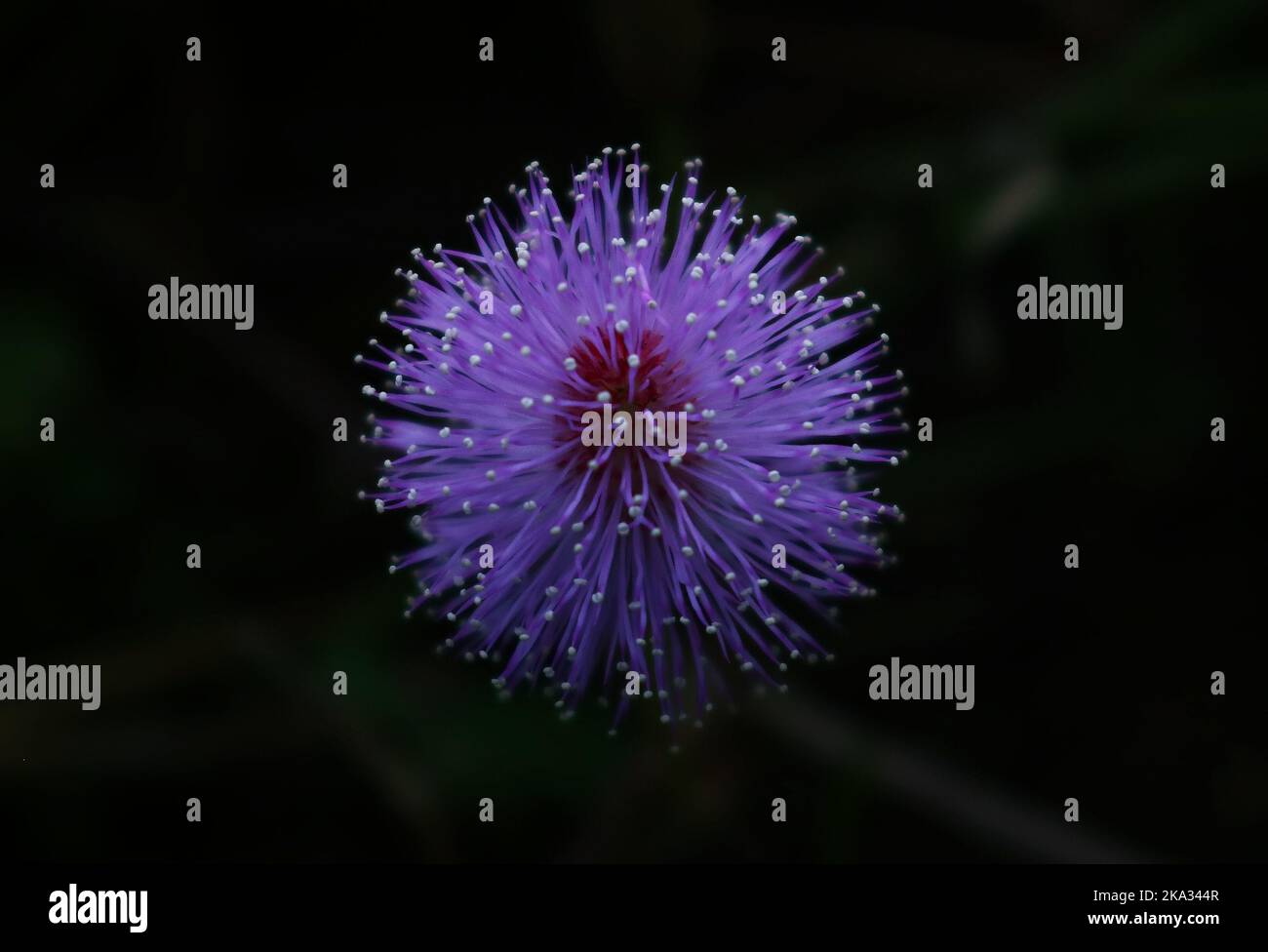 Beautiful single flower hi-res stock photography and images - Alamy