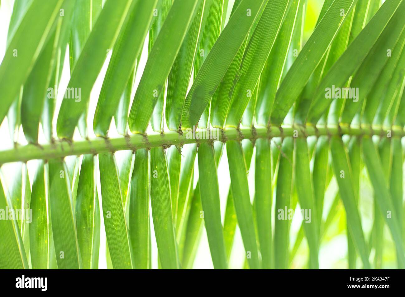Light shadow line palm hi-res stock photography and images - Alamy
