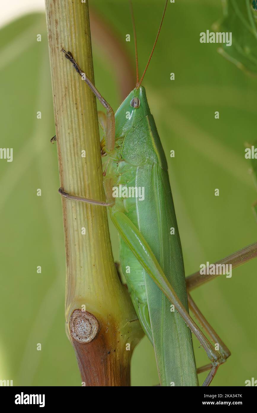 Vertical closeup on a large green Mediterranean cone-headed grasshopper ...