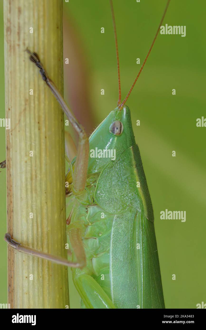 Vertical closeup on a large green Mediterranean cone-headed grasshopper ...