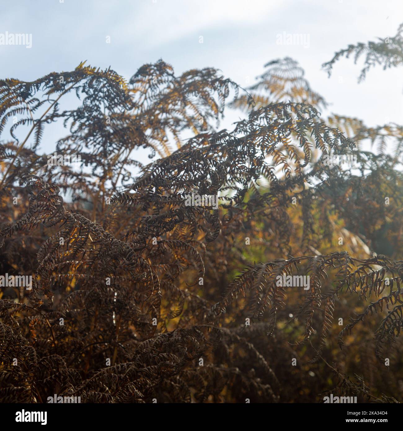 Bracken beach hi-res stock photography and images - Alamy