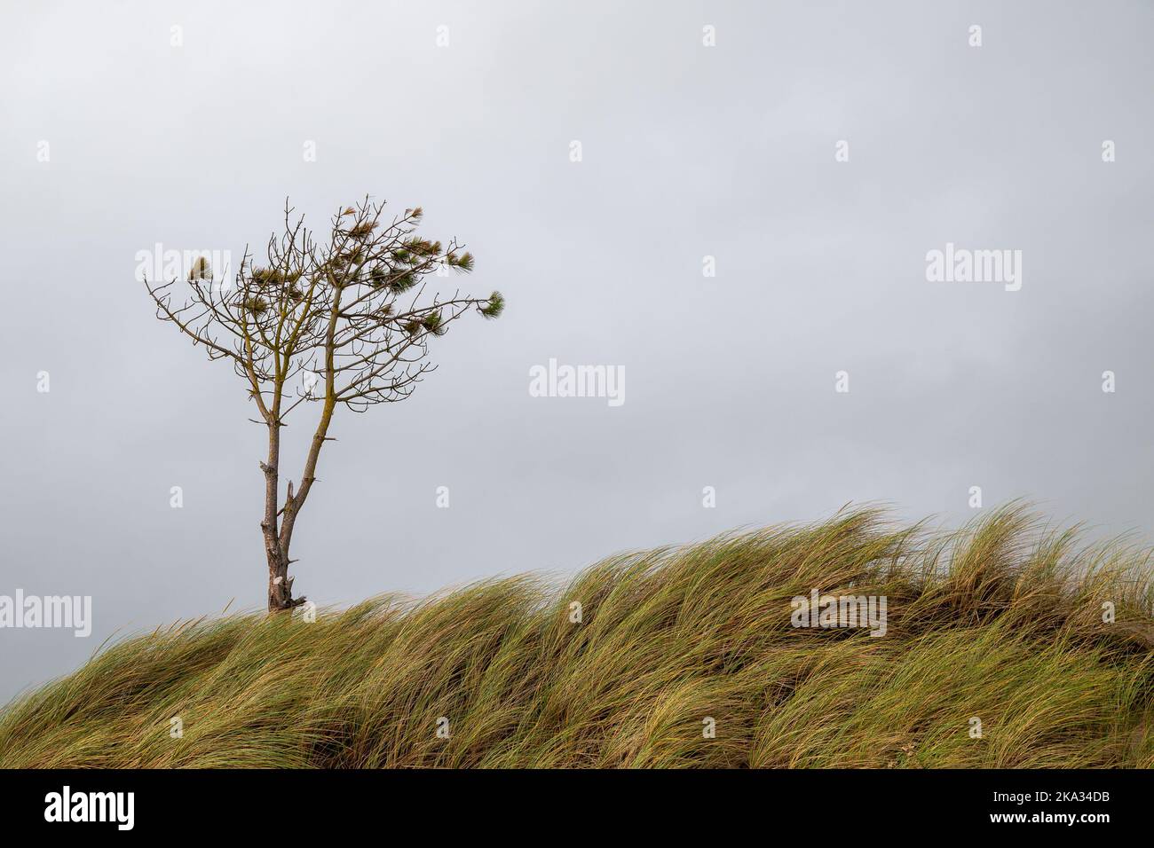 Dune landscape grasses in hi-res stock photography and images - Alamy