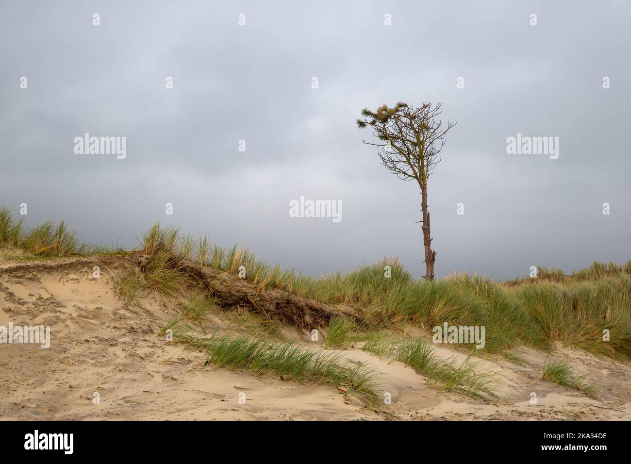 Lone tree in sand dune and grasses Stock Photo - Alamy