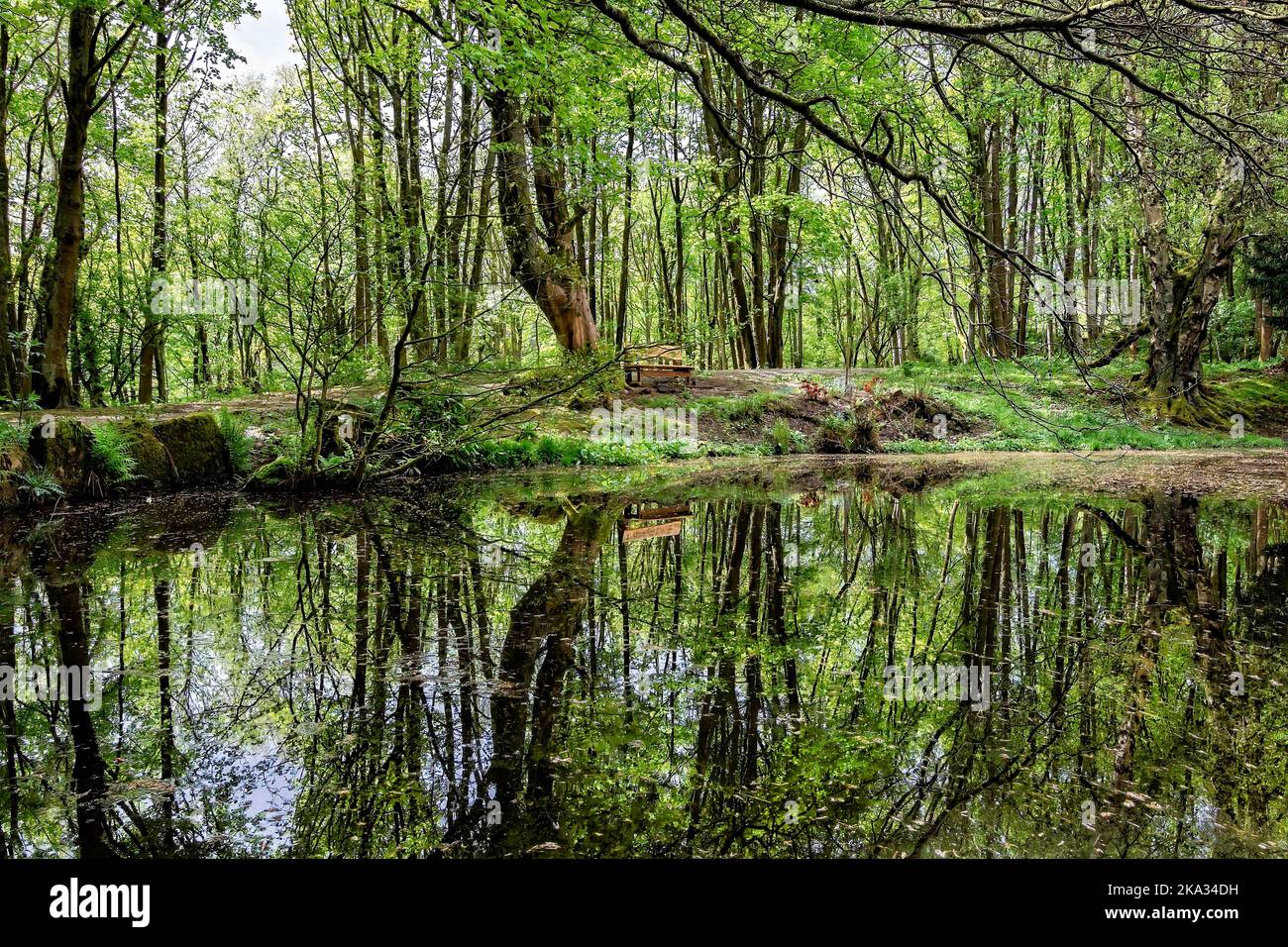 Calm Pond with tall thin trees with green foliage reflecting on it ...