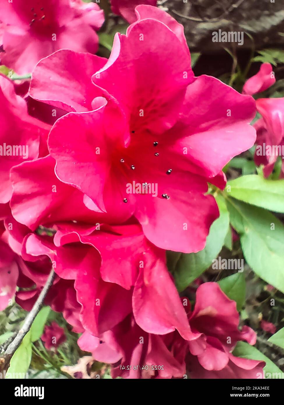 Formosa azalea hi-res stock photography and images - Alamy
