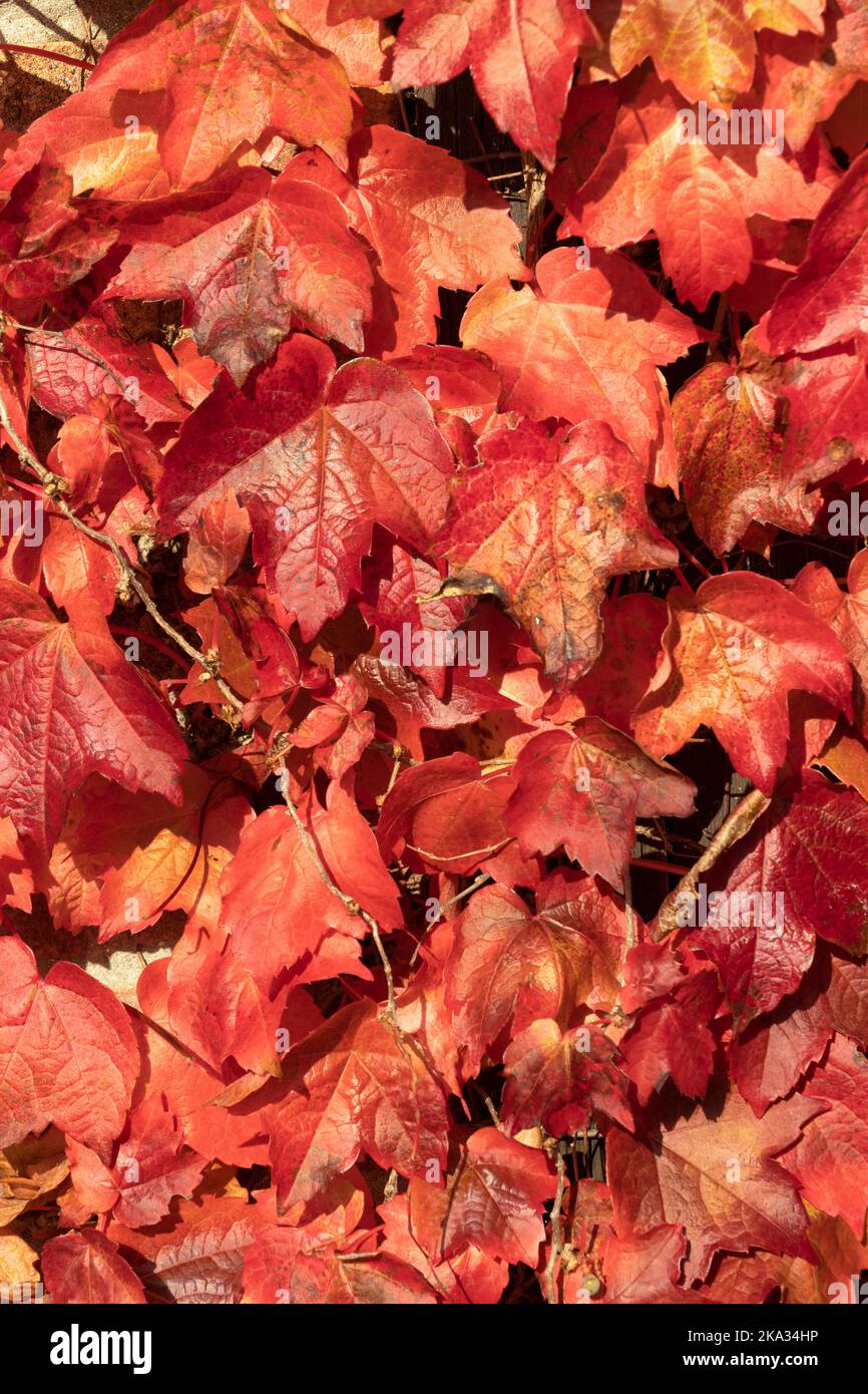 In autumn the Virginia Creeper turns shades of red as the creeper ...