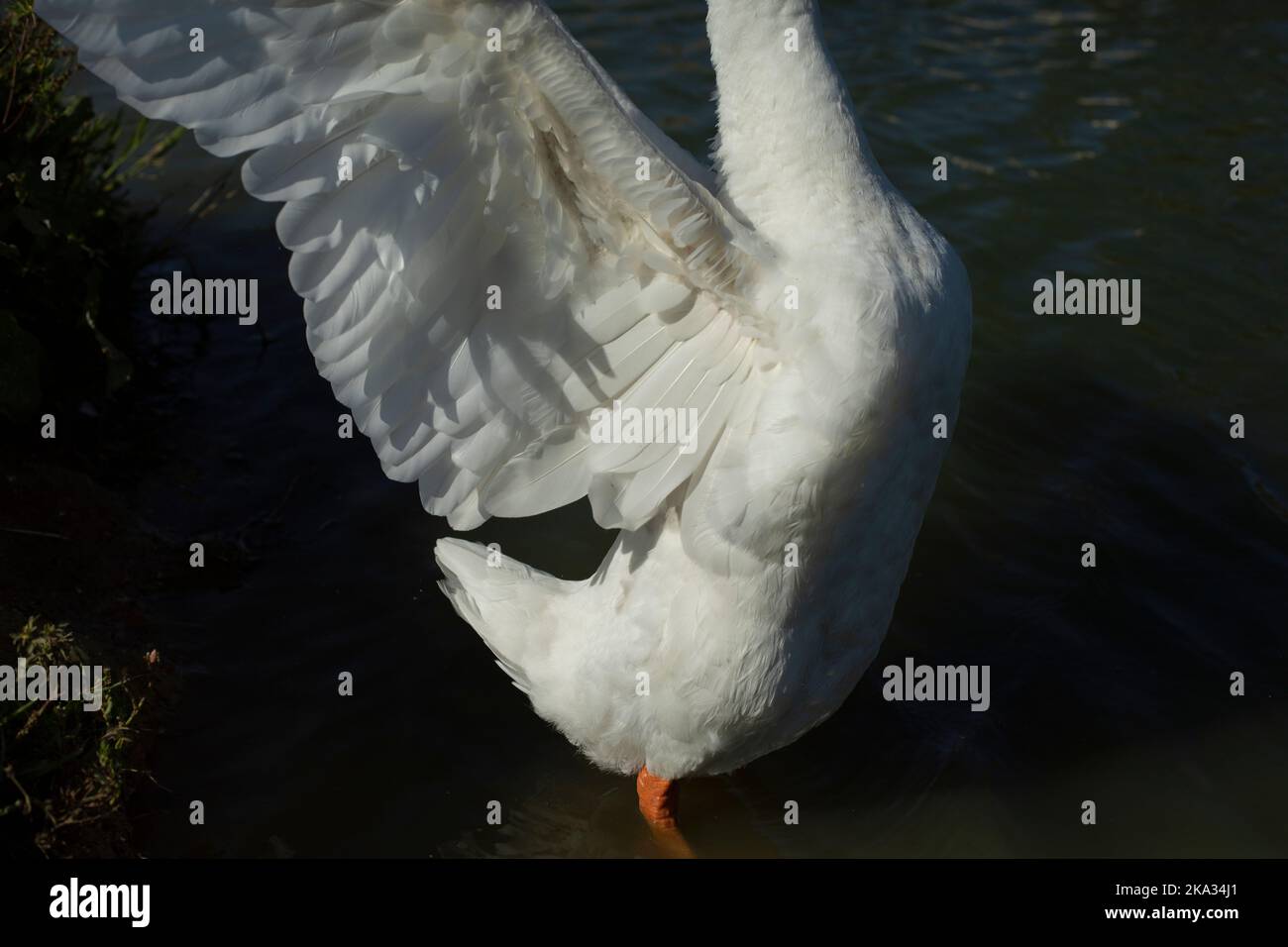 Goose wings. Goose in village on pond. White waterbird feathers. Animal ...