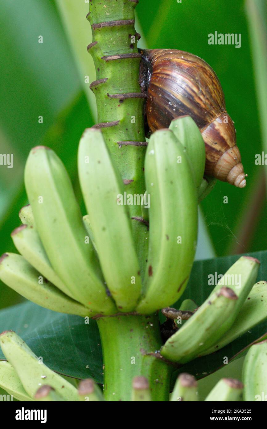 A vertical closeup of a Giant African Snail on the thick green shell ...