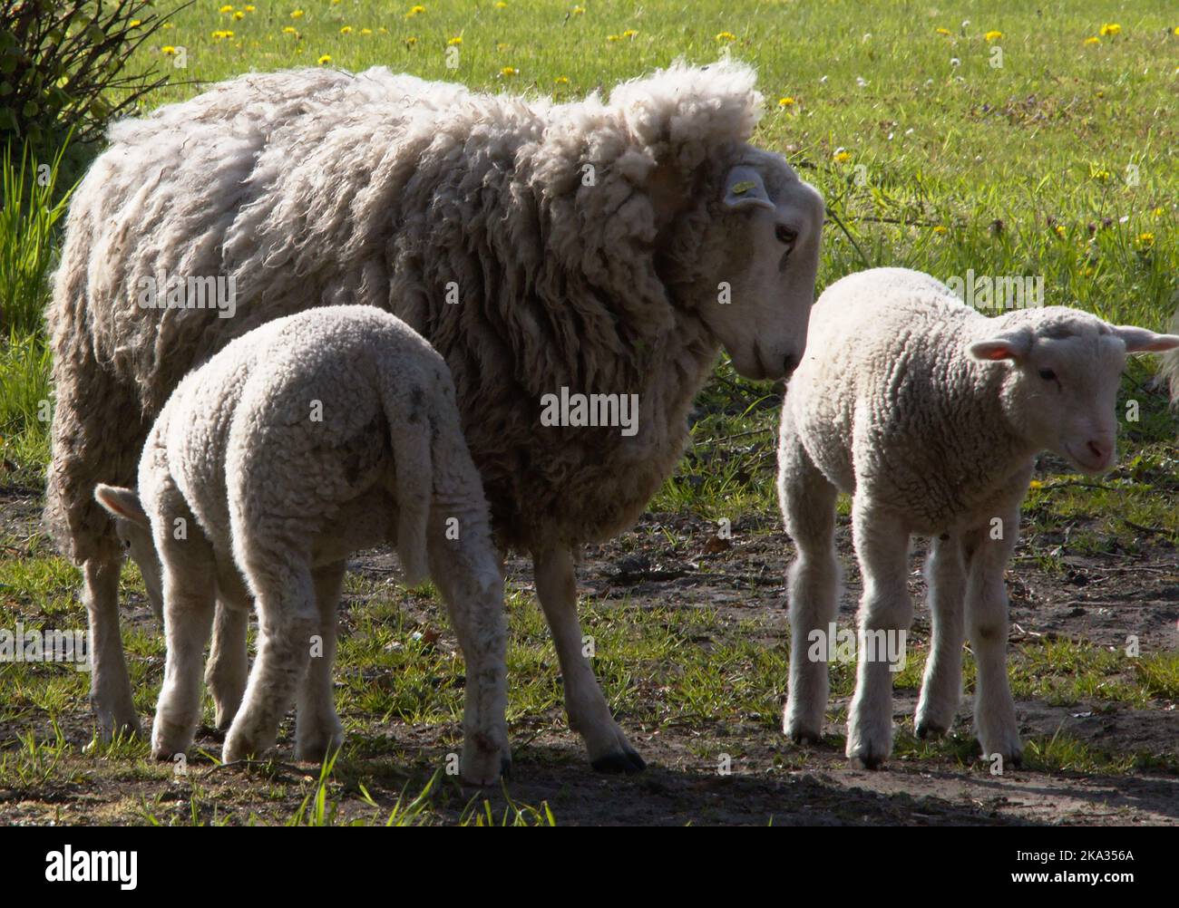 Sheep kids lambs and adult grass wooden fence sun meadow Stock Photo ...
