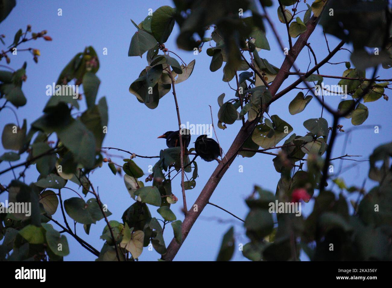 Mynahs hi-res stock photography and images - Alamy