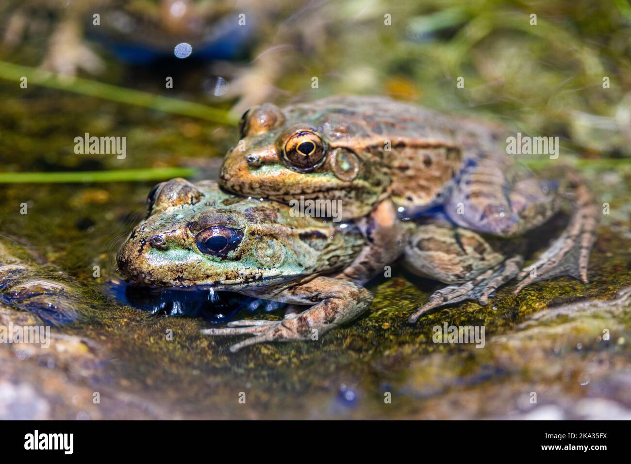 A closeup of frogs in a swamp under the sunlight Stock Photo - Alamy