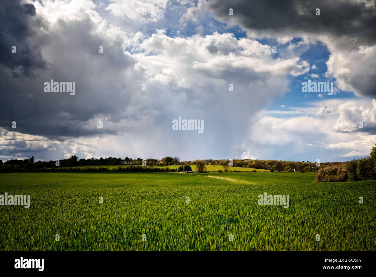 thunder storm raining on wheat fields with two motor cyclists making ...