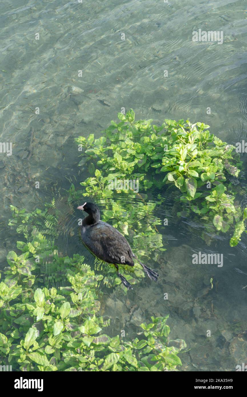 coot, brivio, italy Stock Photo - Alamy