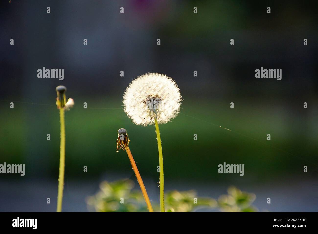 Pusteblume hi-res stock photography and images - Alamy