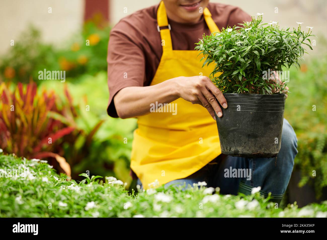 Cropped image of gardening center worker taking potted flower Stock ...