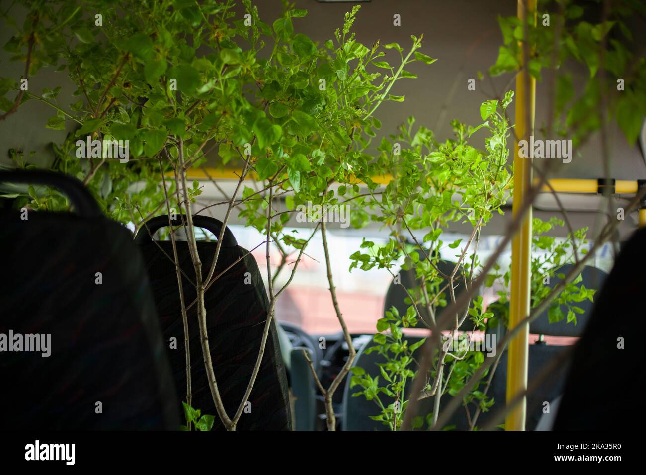 Planting a seedling in the ground to restore the forest. Gardener work ...