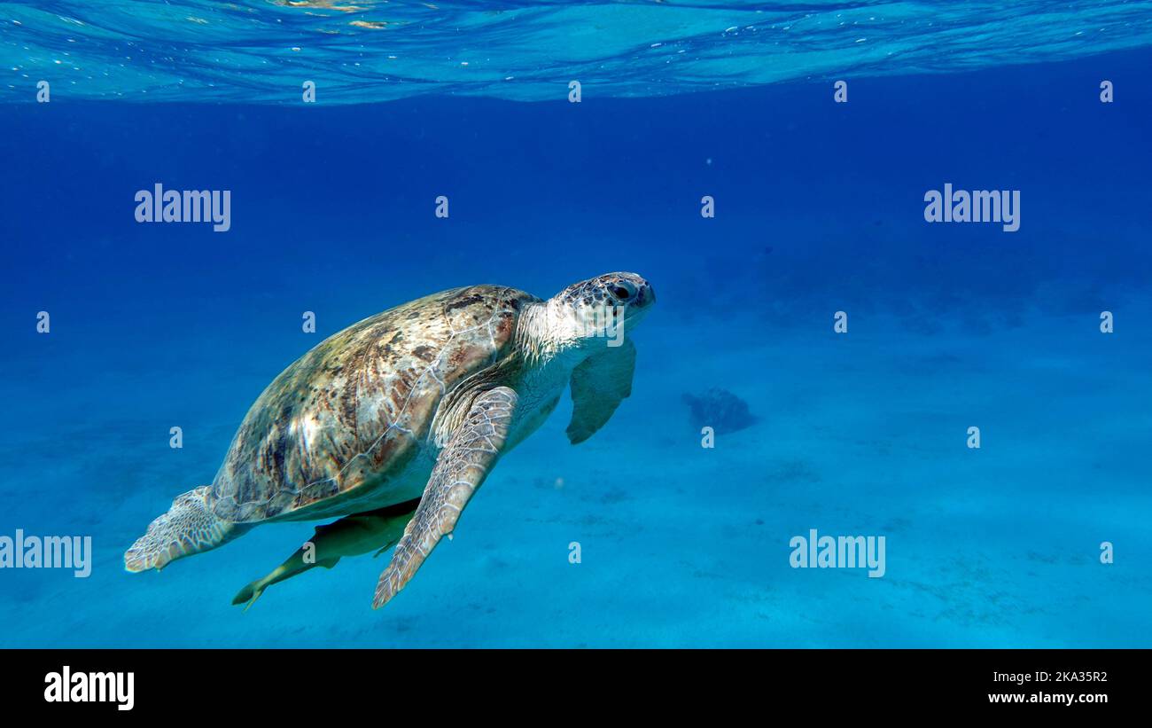 Big Green turtle on the reefs of the Red Sea Stock Photo - Alamy