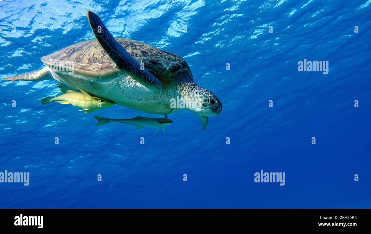 Big Green turtle on the reefs of the Red Sea Stock Photo - Alamy