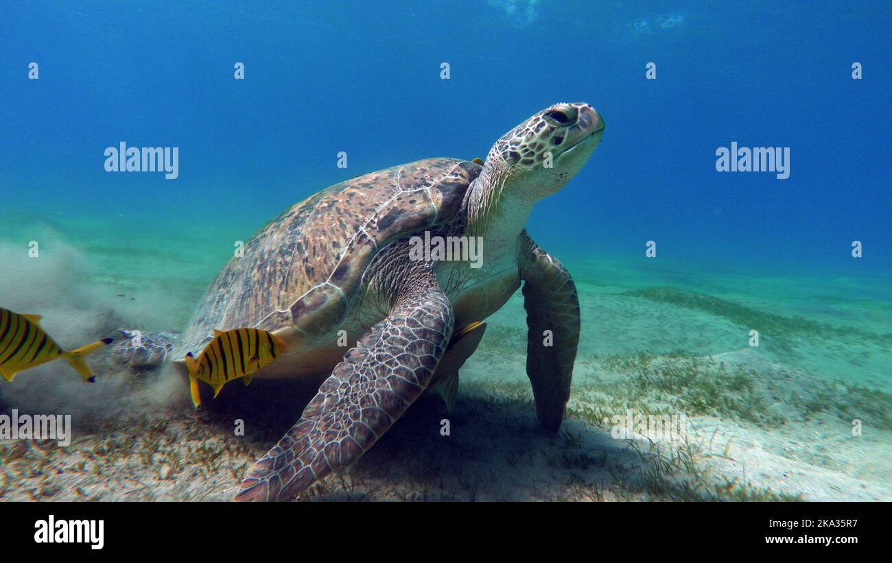 Big Green turtle on the reefs of the Red Sea Stock Photo - Alamy