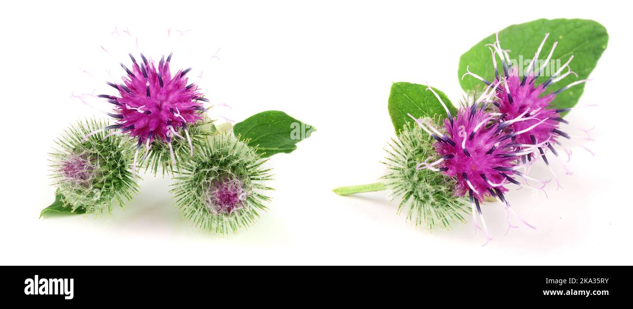 Burdock flower isolated on white background. Medicinal plant: Arctium ...