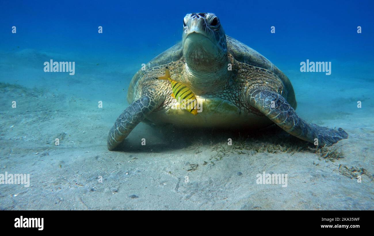 Big Green turtle on the reefs of the Red Sea Stock Photo - Alamy