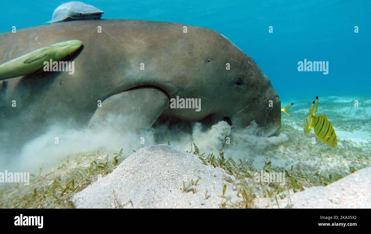 Dugongo Tubby 'mermaids' Vanished From Chinese Waters 2 Decades Ago,