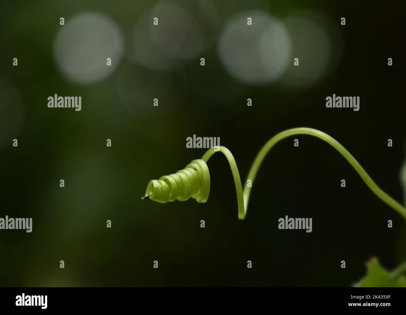 Plant swirl hi-res stock photography and images - Alamy