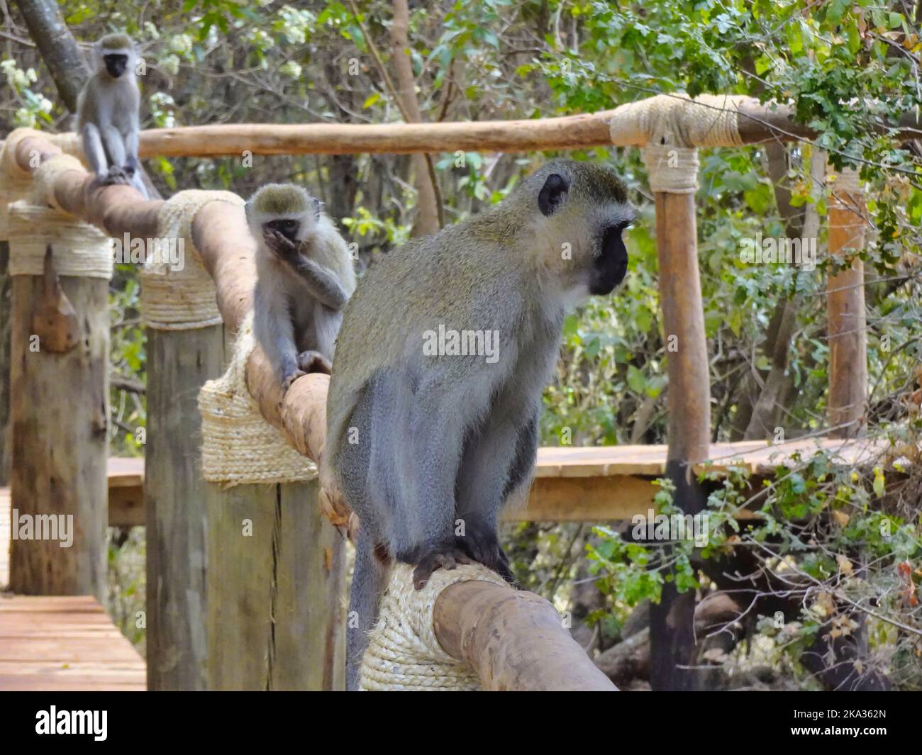 Akagera National Park, Rwanda, 25th August, 2022 Monkeys perch on the ...