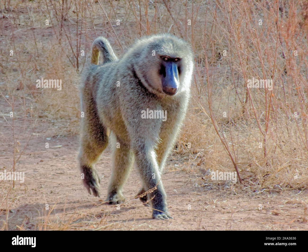 Akagera National Park, Rwanda, 26th August, 2022 Monkey Òwalks the walk ...