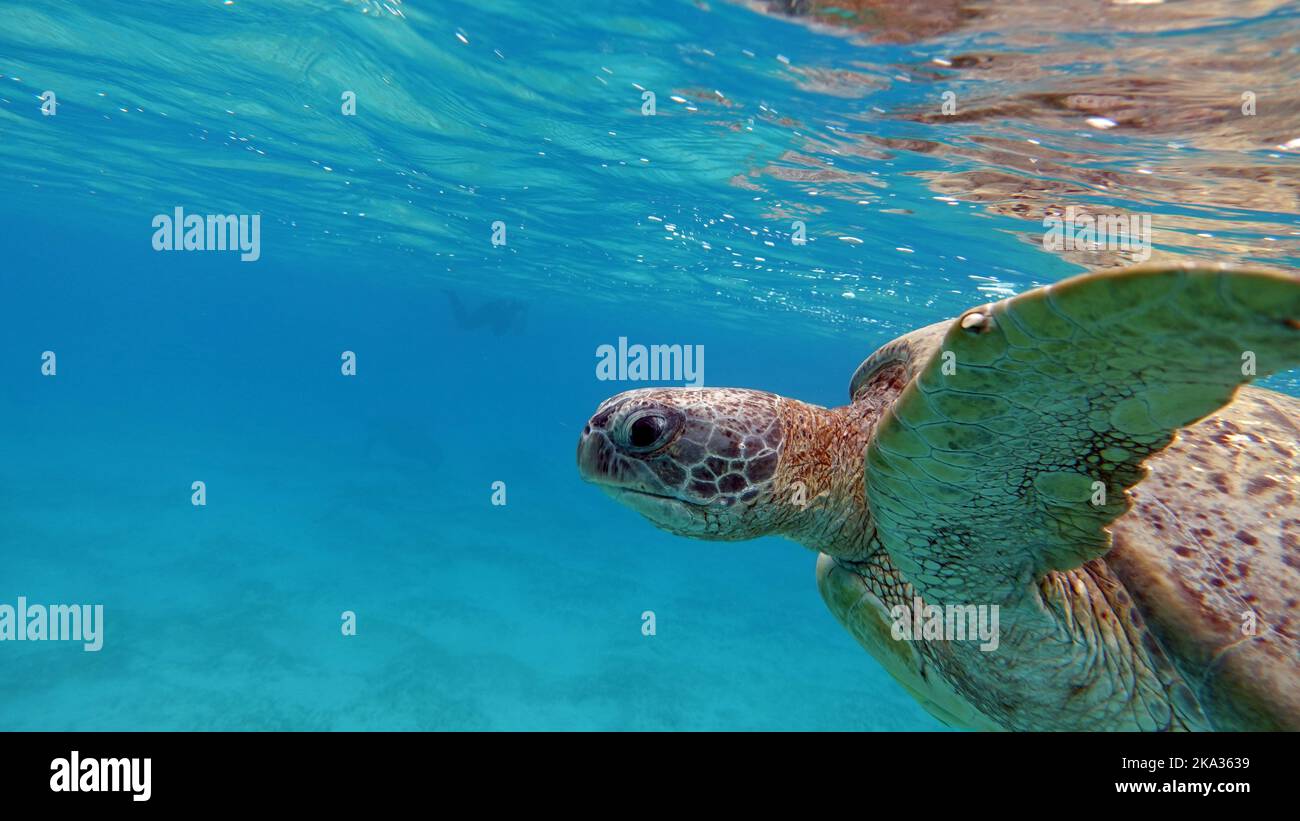 On the gorgeous reefs of the red sea hi-res stock photography and ...