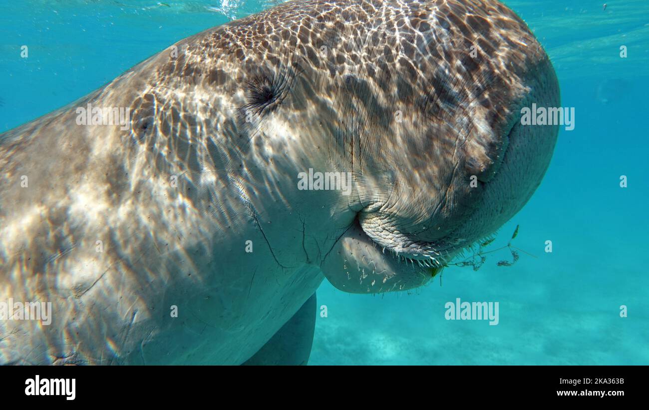 Dugongo Tubby 'mermaids' Vanished From Chinese Waters 2 Decades Ago,