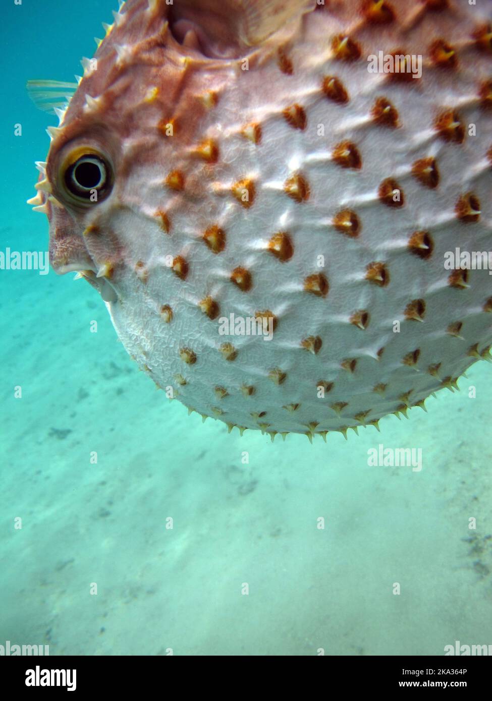 Fish hedgehog. Yellow-spotted cyclicht - grows up to 34 cm, feeds on ...