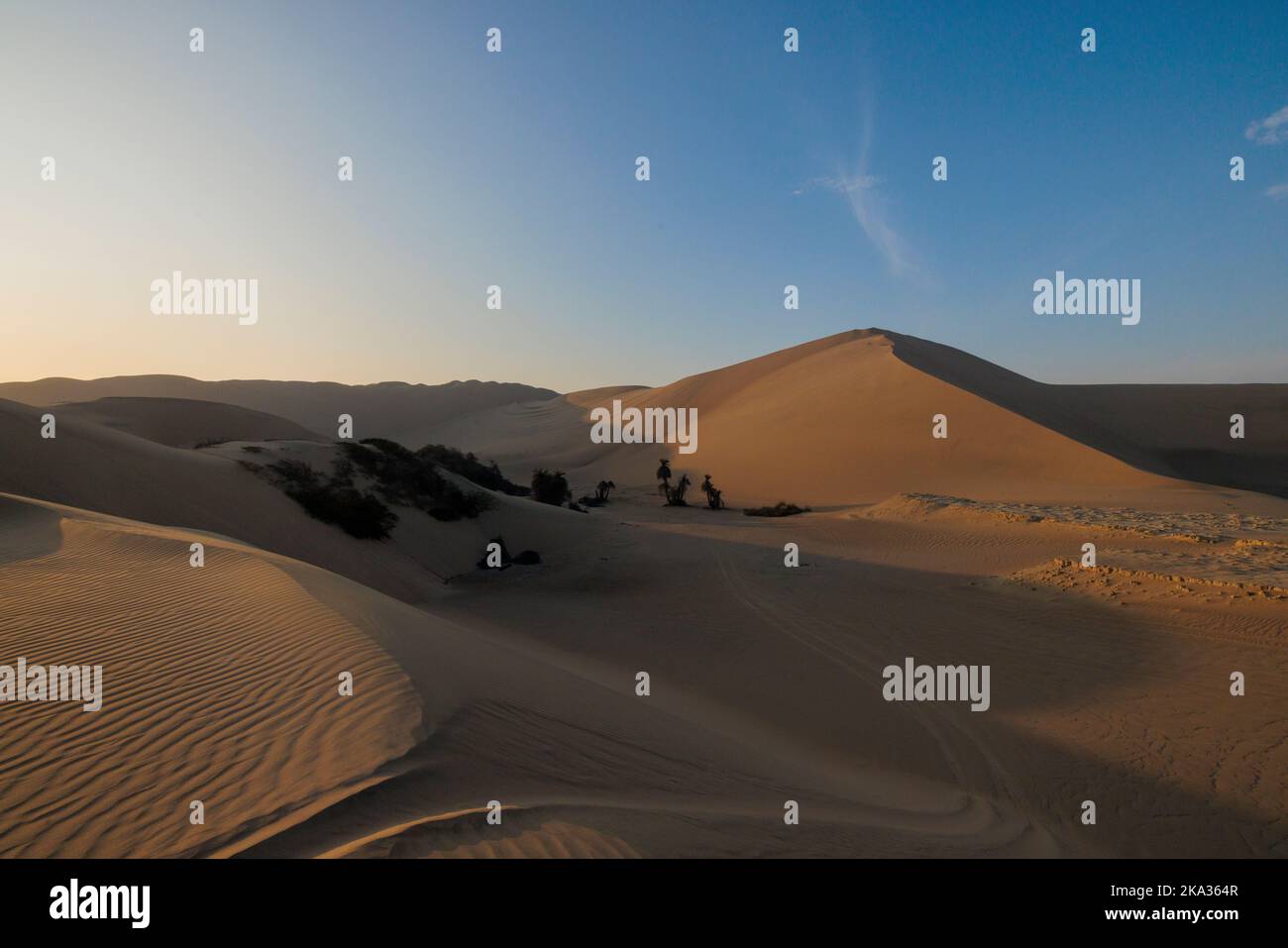 A daytime scenery from a desert with dunes and shrubs under a clear sky ...