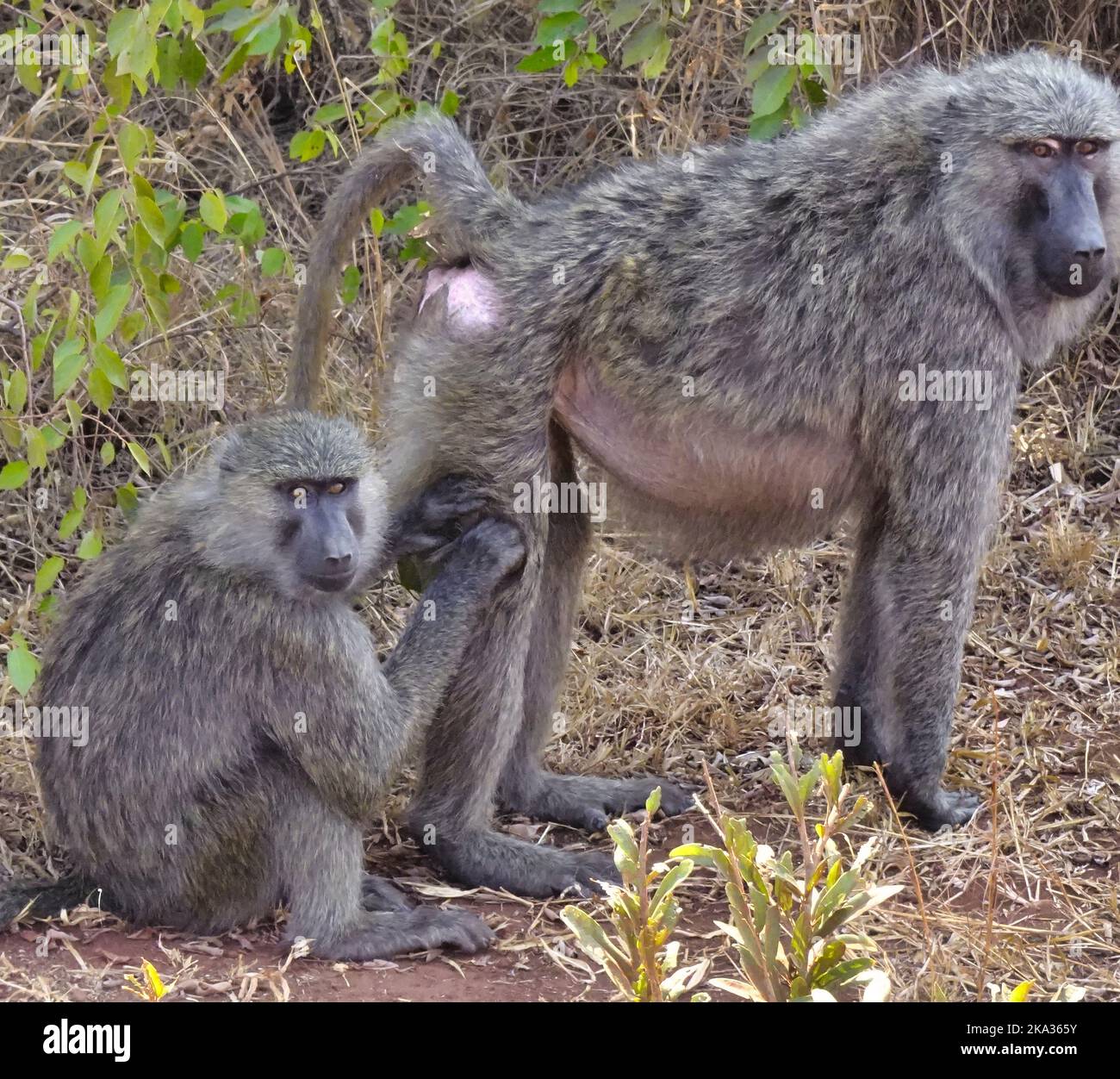 Ruzizi tented lodge hi-res stock photography and images - Alamy