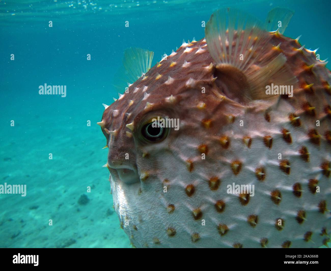 Fish hedgehog. Yellow-spotted cyclicht - grows up to 34 cm, feeds on ...