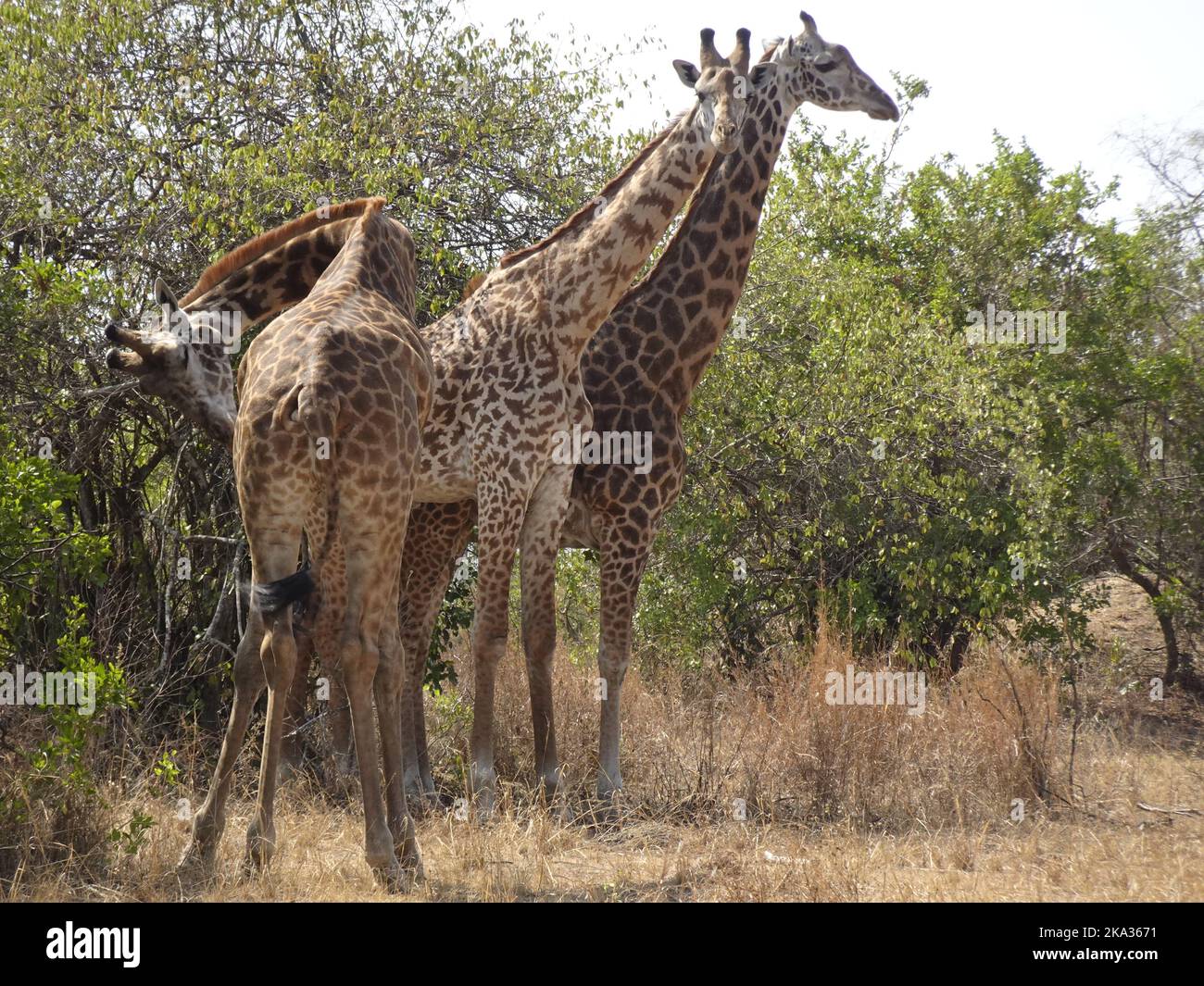 Akagera National Park, Rwanda, 26th August, 2022 A giraffe ÒtowerÓ, in ...