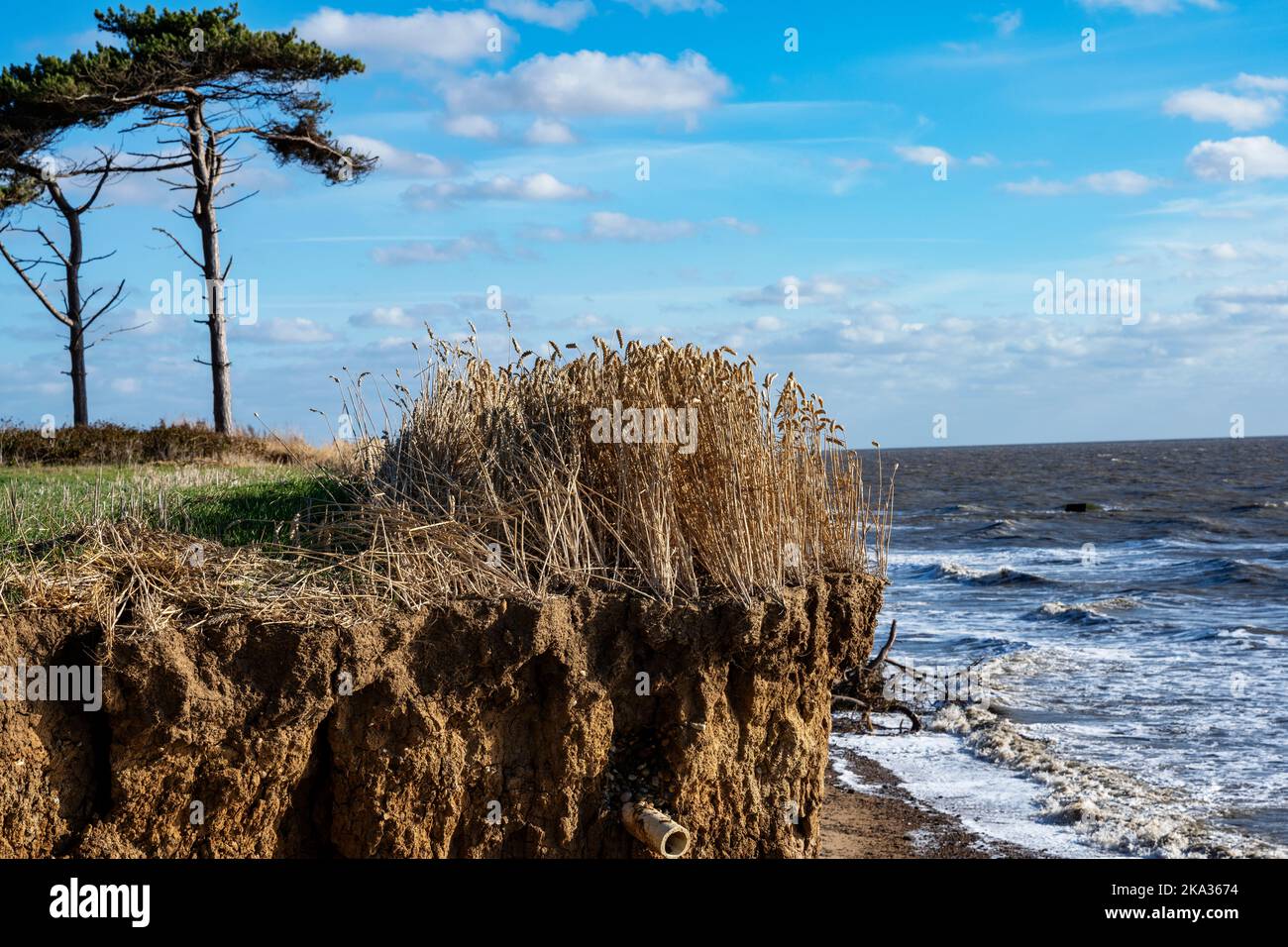 Remains of an uncut wheat crop left on the edge of a cliff due to ...
