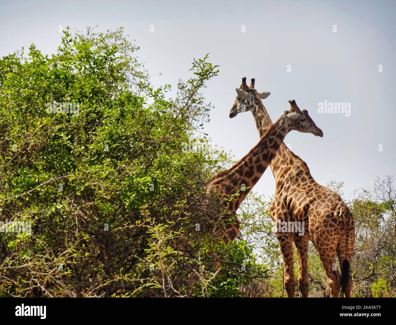 Akagera National Park, Rwanda, 26th August, 2022 A giraffe ÒtowerÓ, in ...